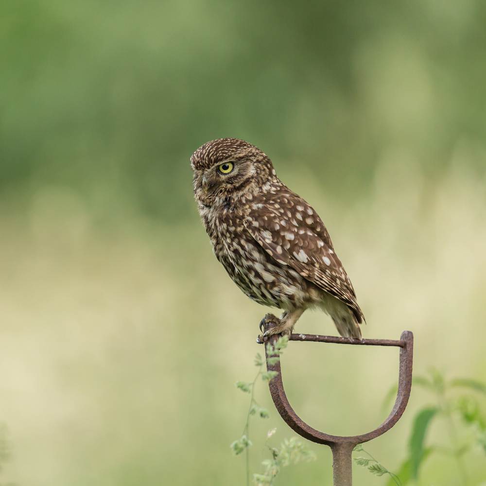 BeakyBites Little Owl Bird Facts