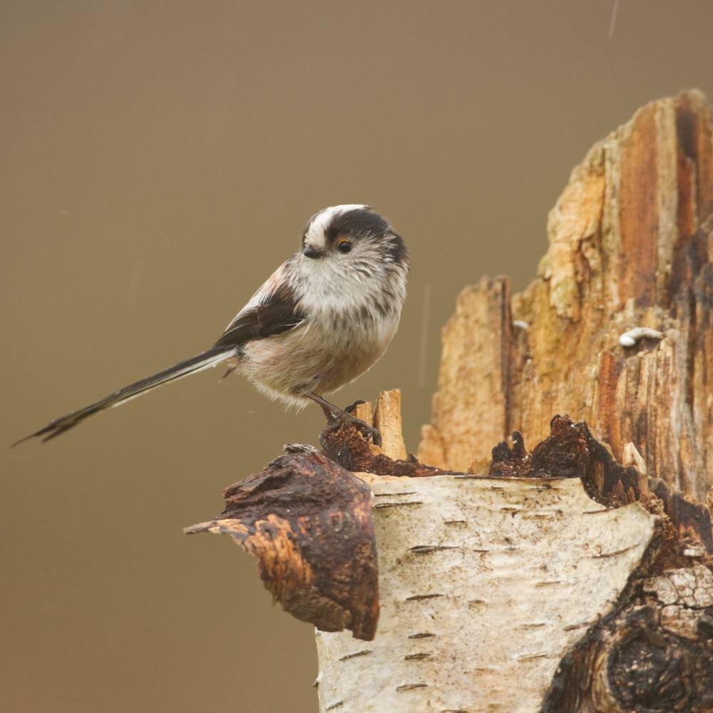 BeakyBites Long Tailed Tit Bird Facts