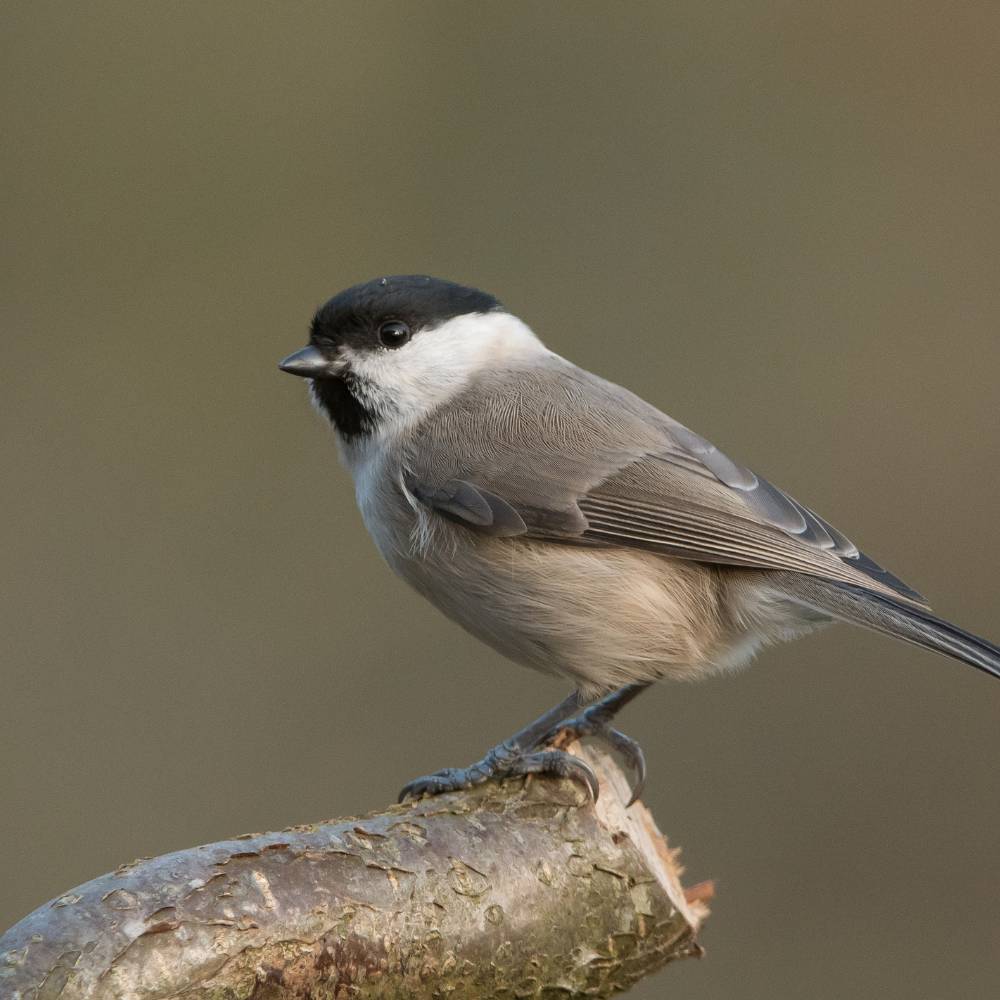 Smallest Birds Uk