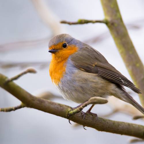 The Top Benefits of Feeding Robins: Best Food for Robins Every Season
