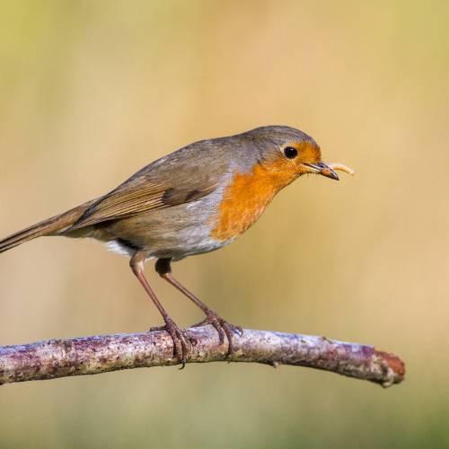 The Top Benefits of Feeding Robins: Best Food for Robins Every Season