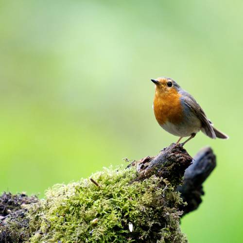 How to Attract More Robins to Your Garden: Tips and Tricks for Bird Lovers