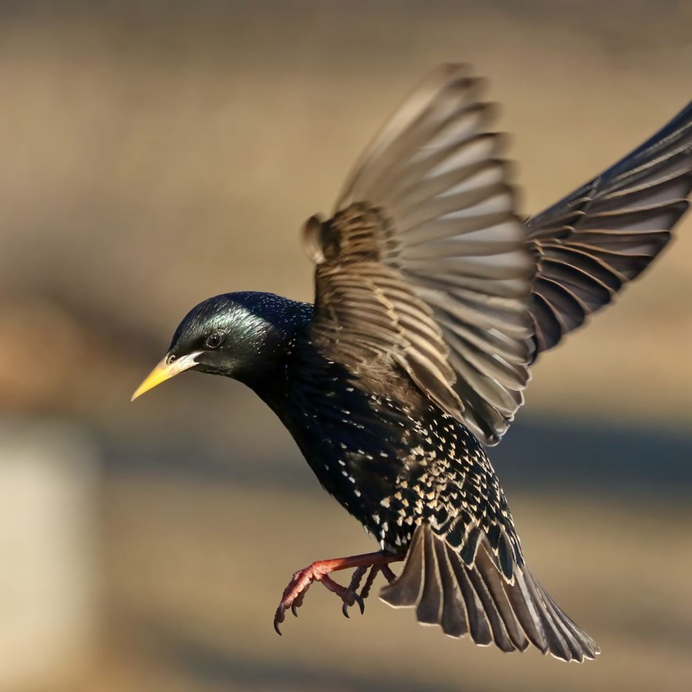 BeakyBites Starling Bird Facts