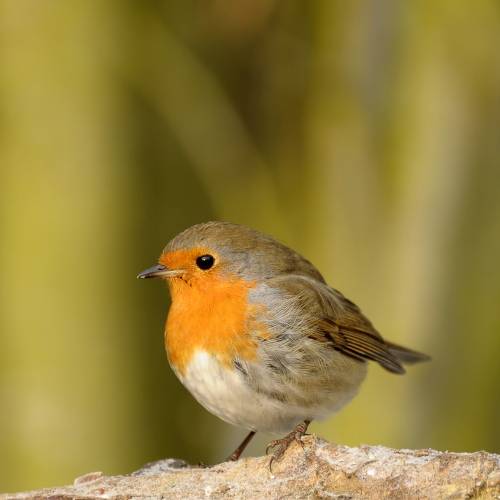 How to Attract More Robins to Your Garden: Tips and Tricks for Bird Lovers