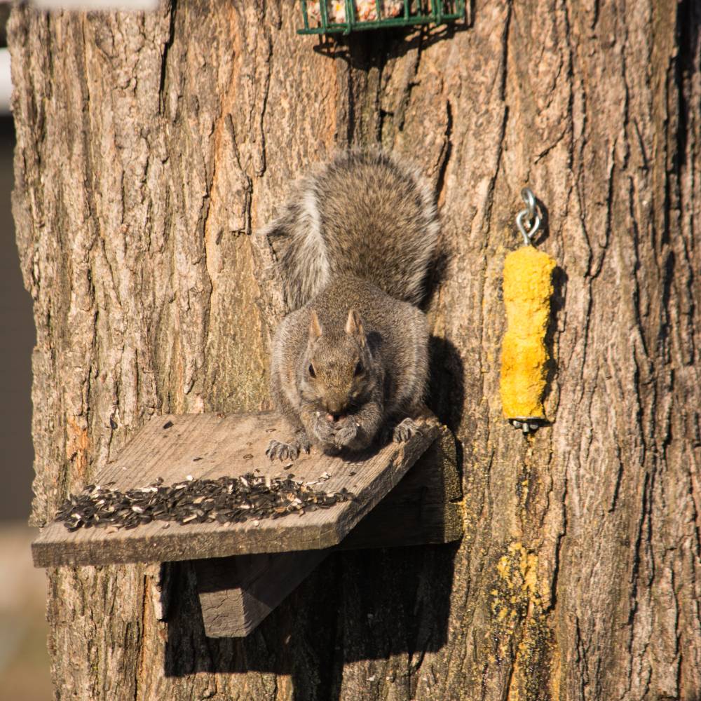 Benefits of Feeding Squirrels: Tips for a Wildlife-Friendly Garden