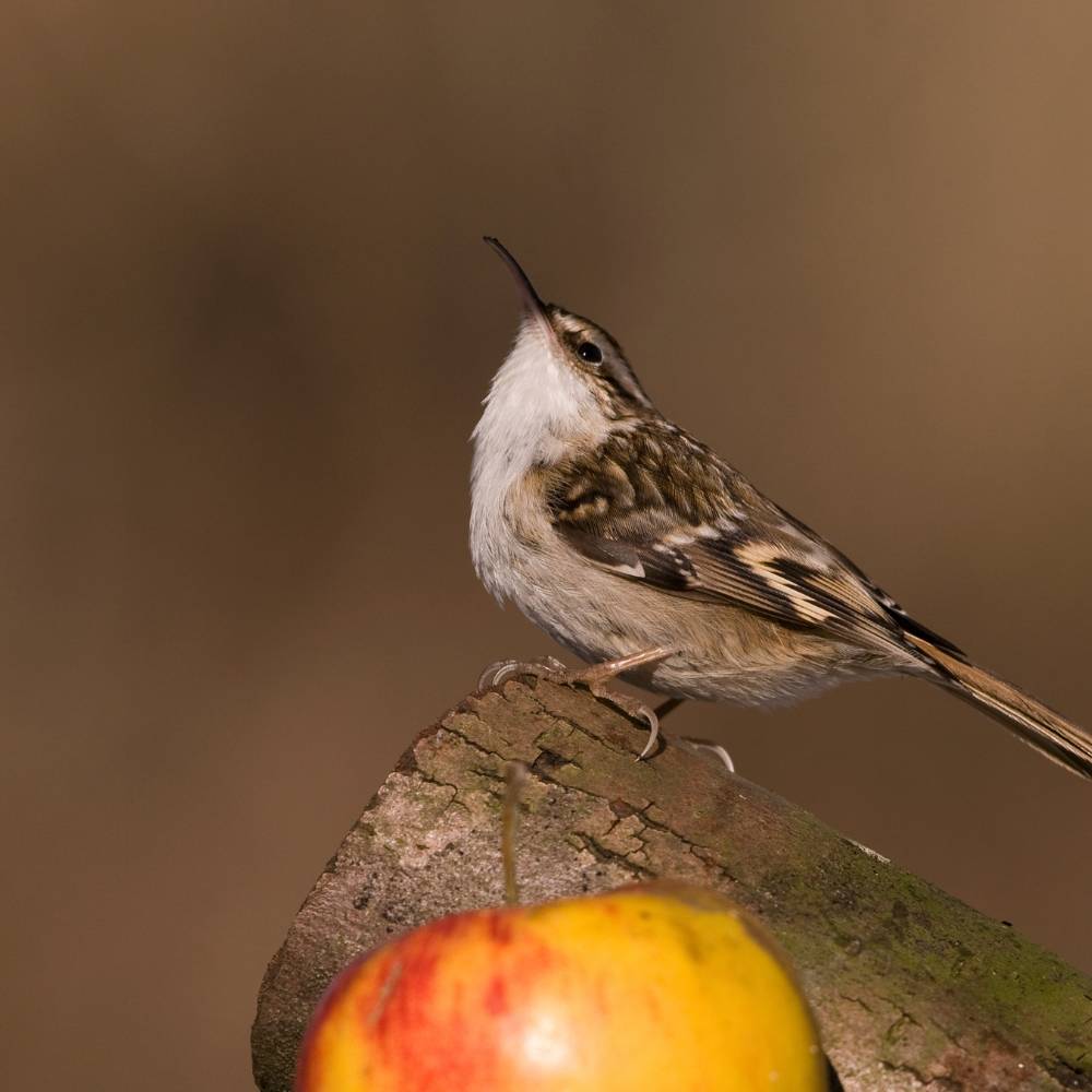 BeakyBites Treecreeper Bird Facts
