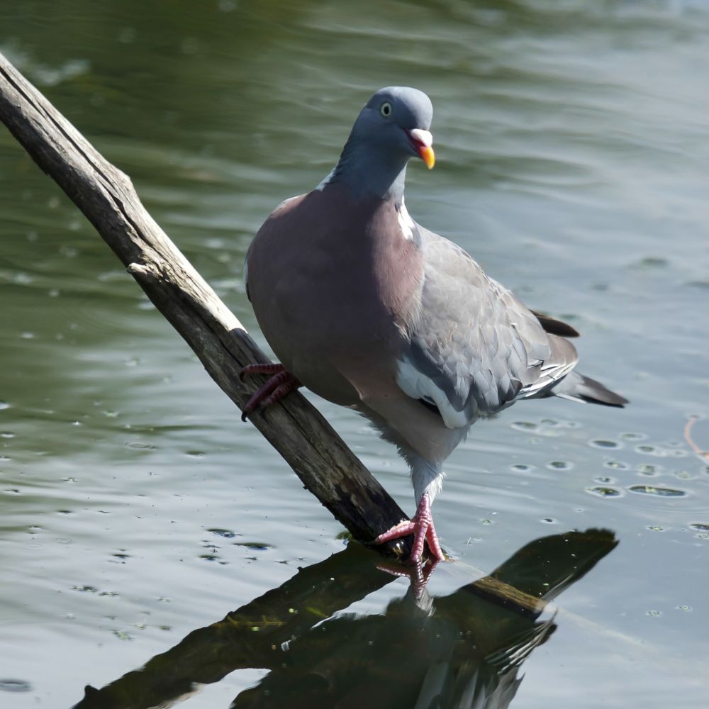 BeakyBites Wood Pigeon Bird Facts