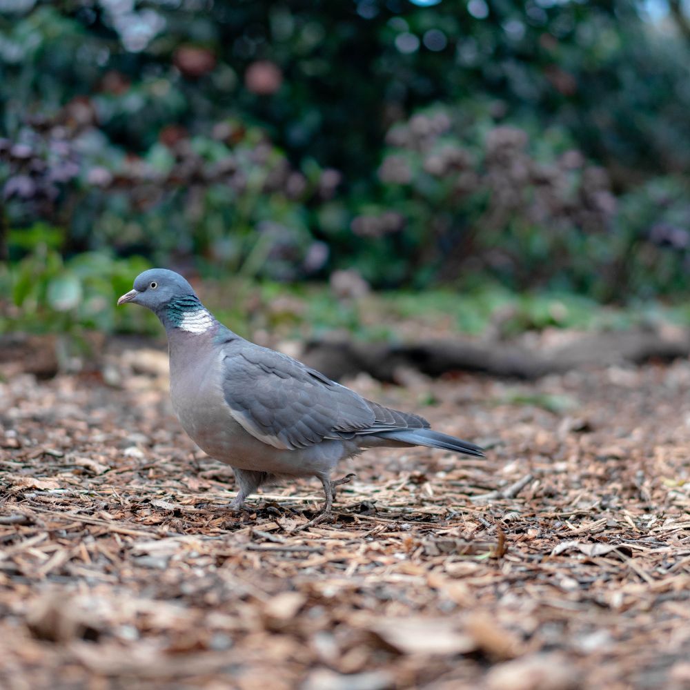 BeakyBites Wood Pigeon Bird Facts