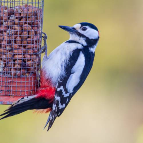 Feeding Peanuts to Birds, Top 10 Tips and Advice - BeakyBites