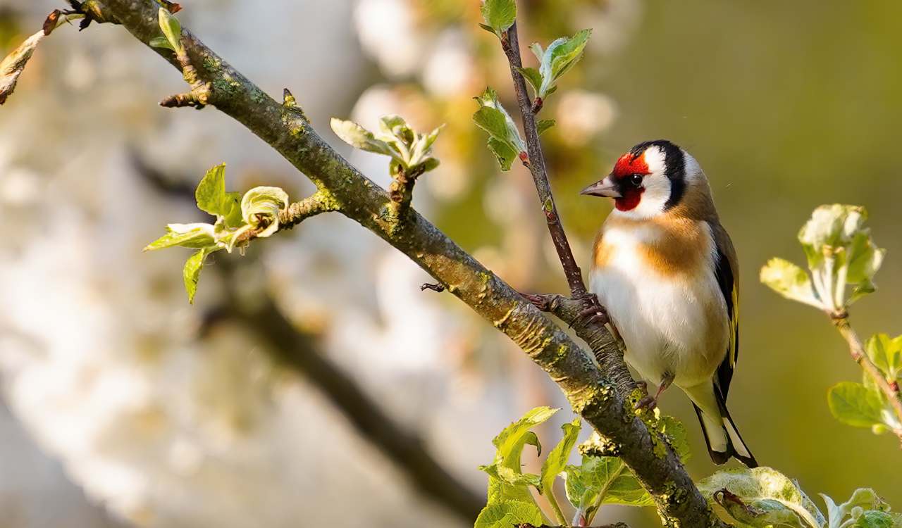 Top 5 Tips for Bird Feeding: Where to begin when feeding the birds