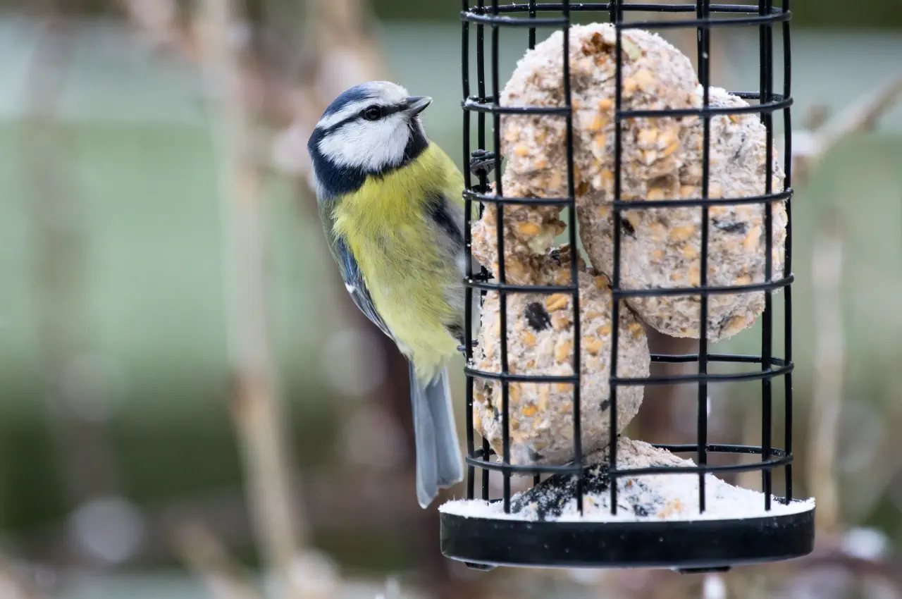 Feeding Fat Balls to Birds