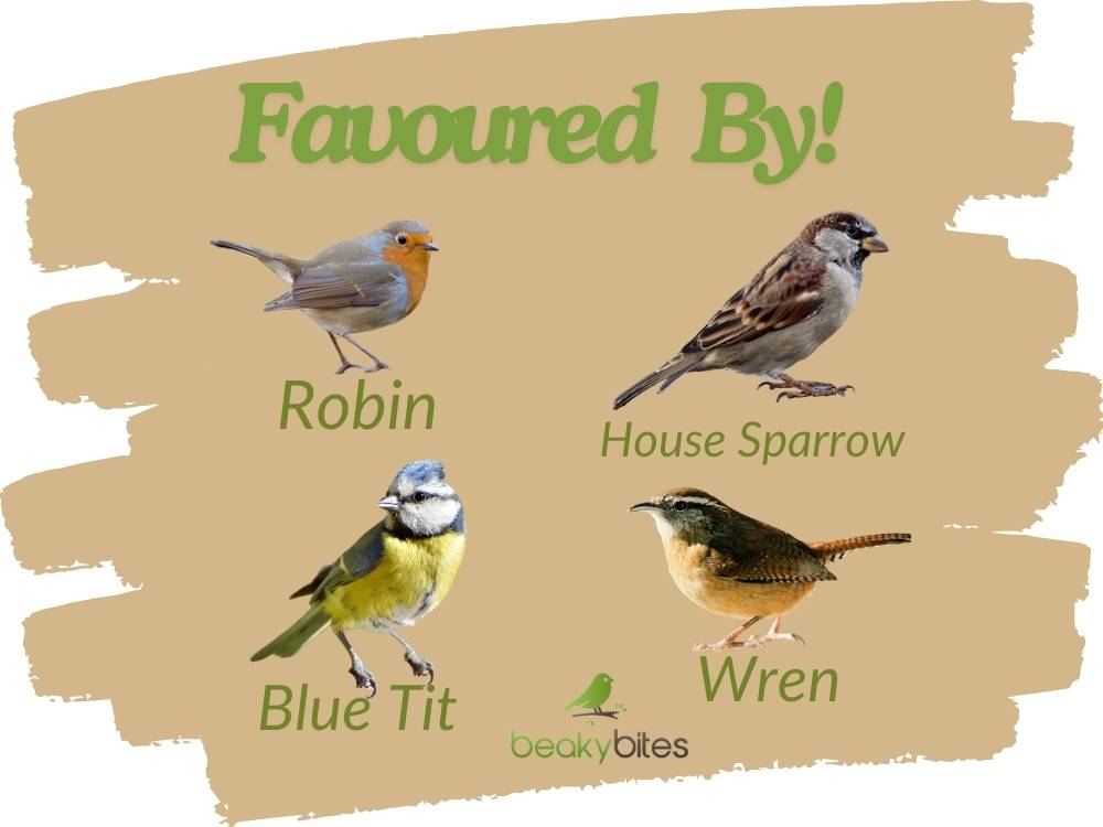 BeakyBites Suet Beginners Bundle