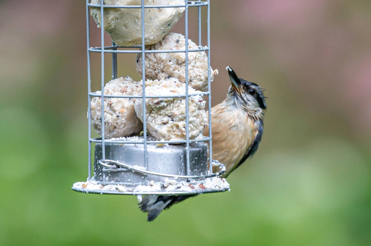 The Ultimate Guide to Fat Balls: Why Birds Love Them (and How to Use ...