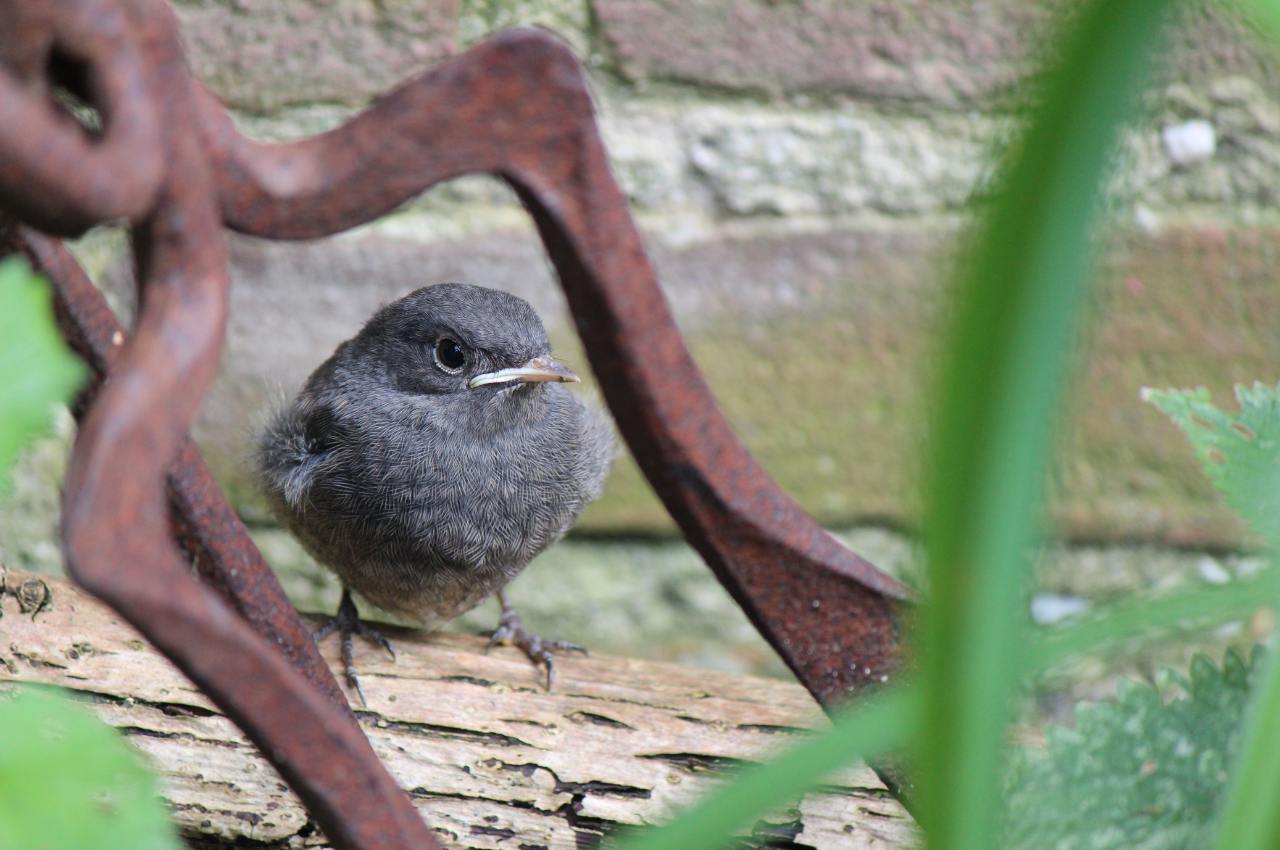 The Ultimate Guide to Fat Balls: Why Birds Love Them (and How to Use ...