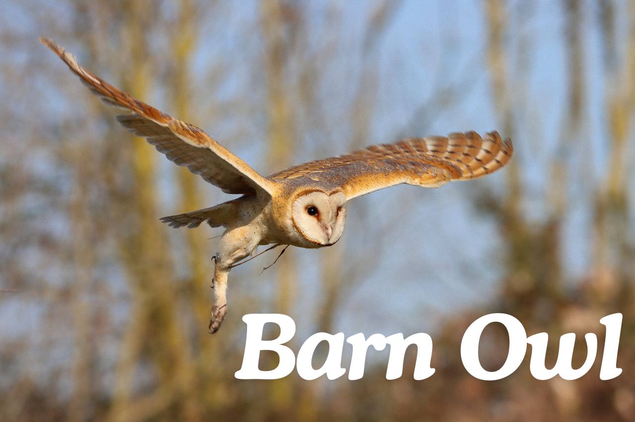 The Tit Family: A Complete Guide to Britain’s Most Charming Garden Birds