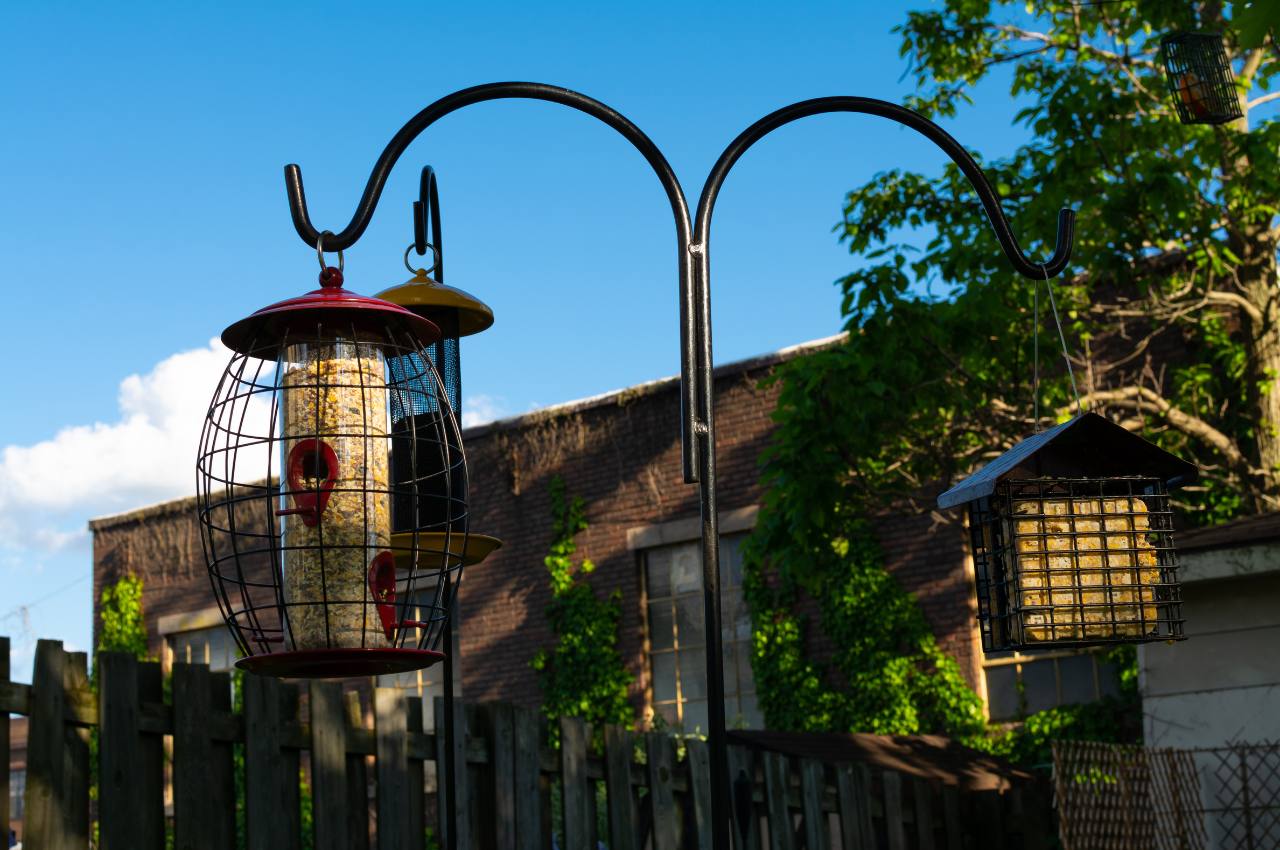 Bird Feeder Station Guide: Best Setups and Bird Feeders for Small Birds