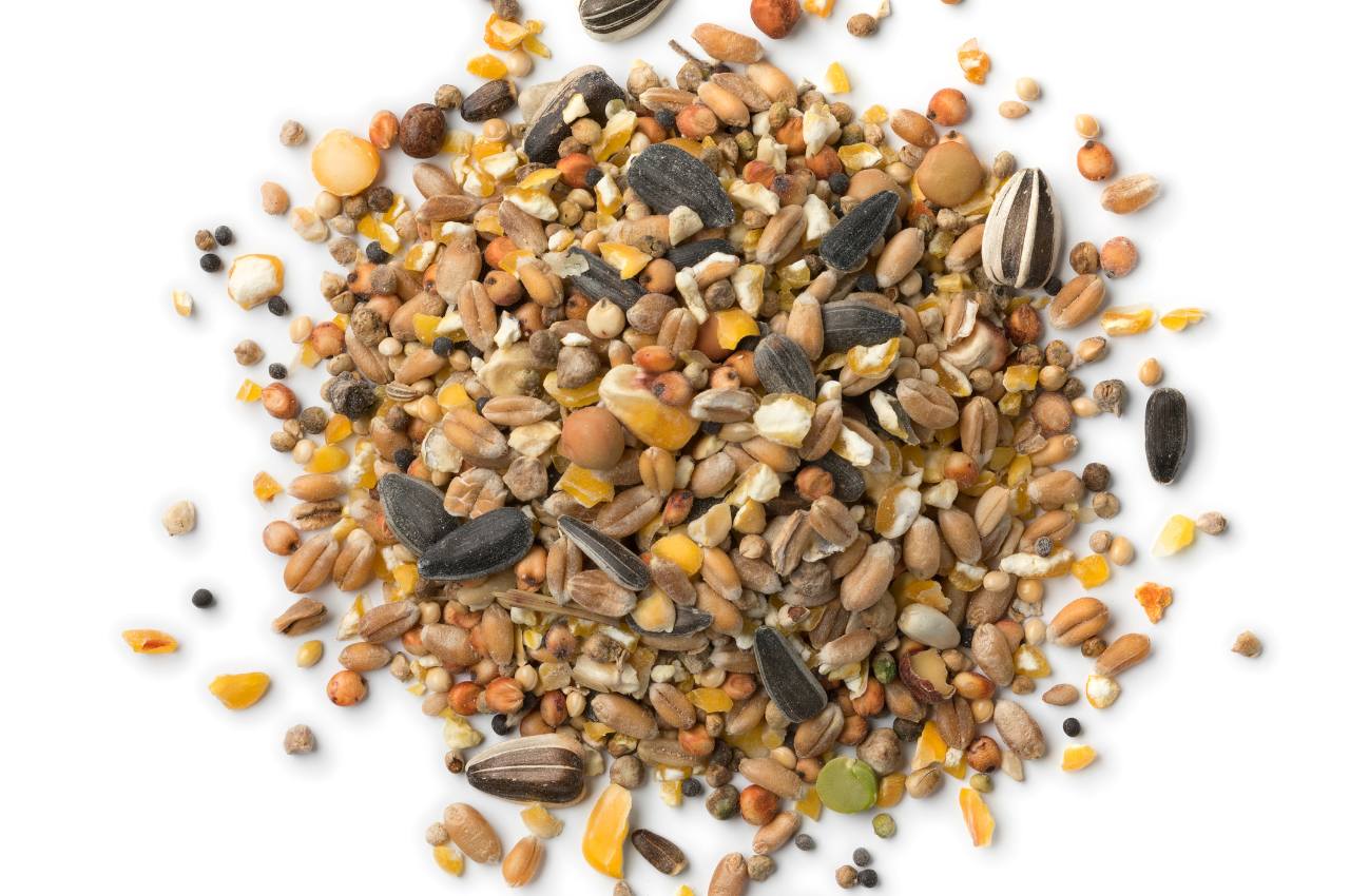 Top Seeds in Bird Food: A Guide for Happy Garden Birds