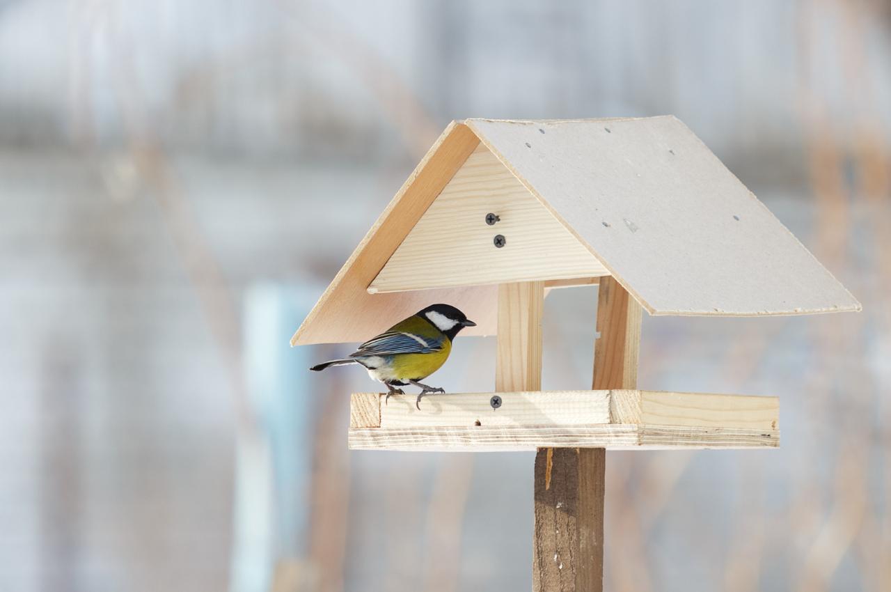 Best Bird Tables for Small Birds: Top Tips for the Best Bird Feeder Station