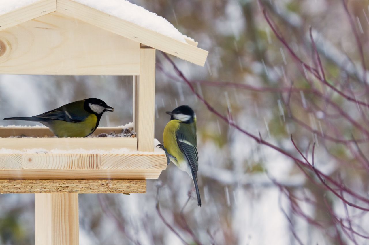 Best Bird Table for Your Garden – Bring Nature to Your Garden