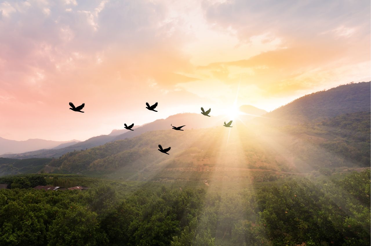 12 Common Garden Birds; How to Attract More Birds to Your Garden