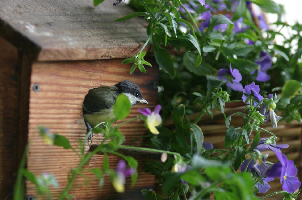 Caring for Nestling Birds: What to Feed Young Garden Birds in Spring