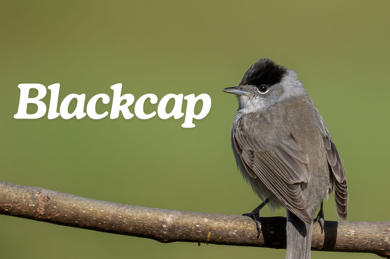 Yellow British Birds: Identification and Fun Facts