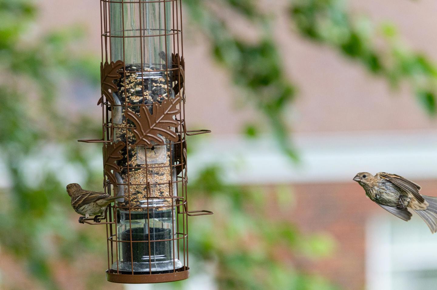 What Do Wood Pigeons Eat: How to Support Wild Birds Year-Round