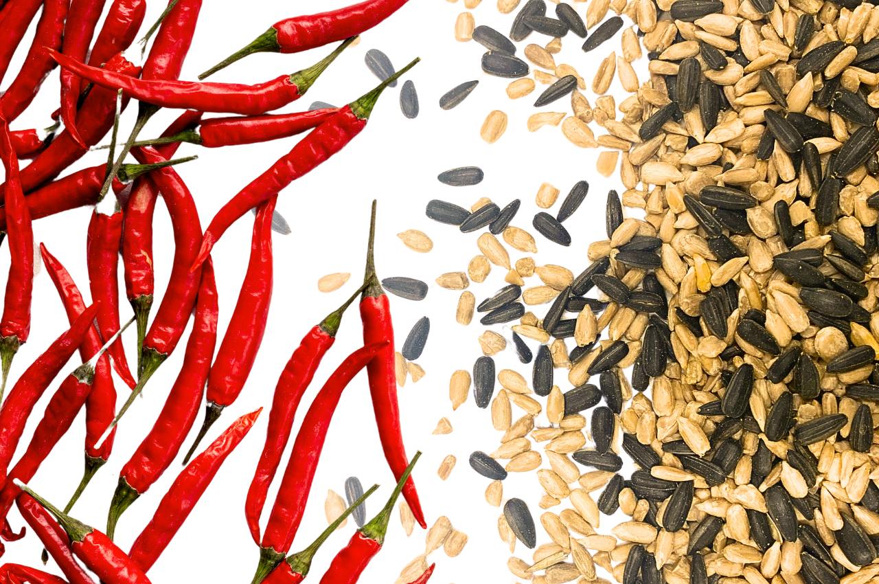 Can Birds Taste Cayenne Pepper? A Natural Squirrel Deterrent for Bird ...