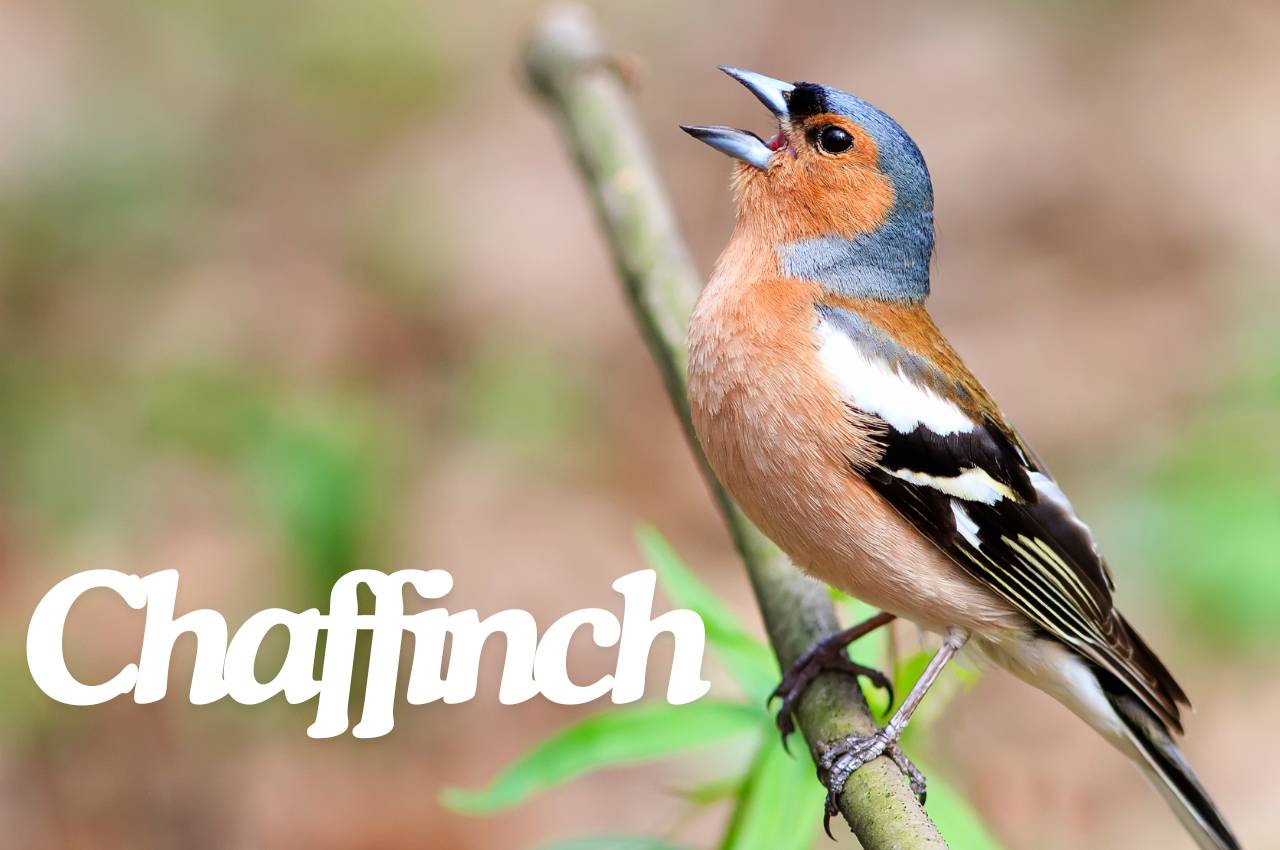 BeakyBites Chaffinch Bird Facts