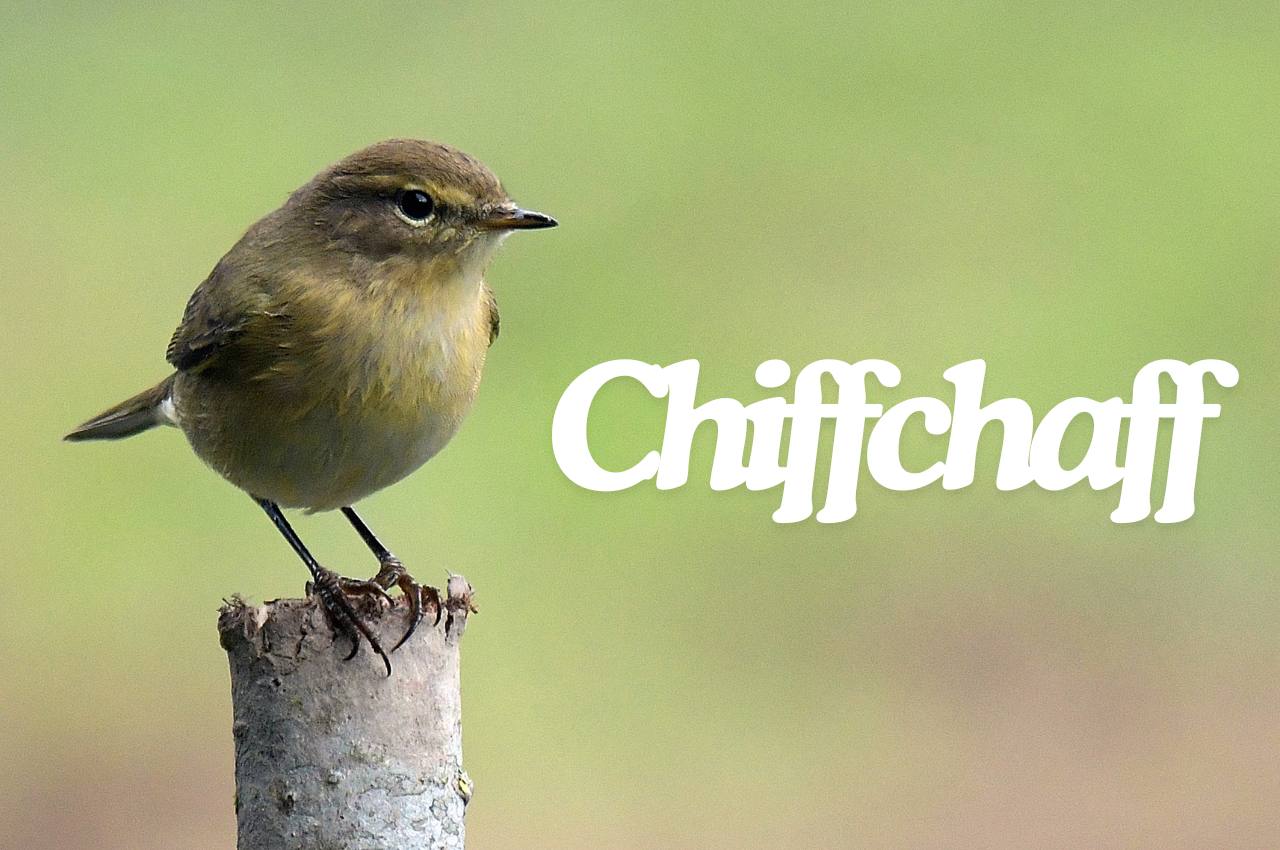 BeakyBites Chaffinch Bird Facts