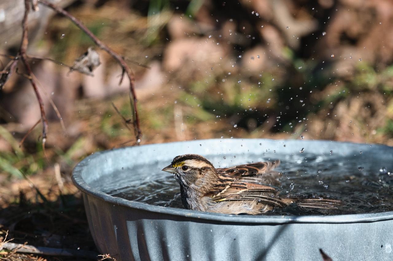 Top Tips for Making Fat Balls for Birds: Easy Ways to Attract More Birds