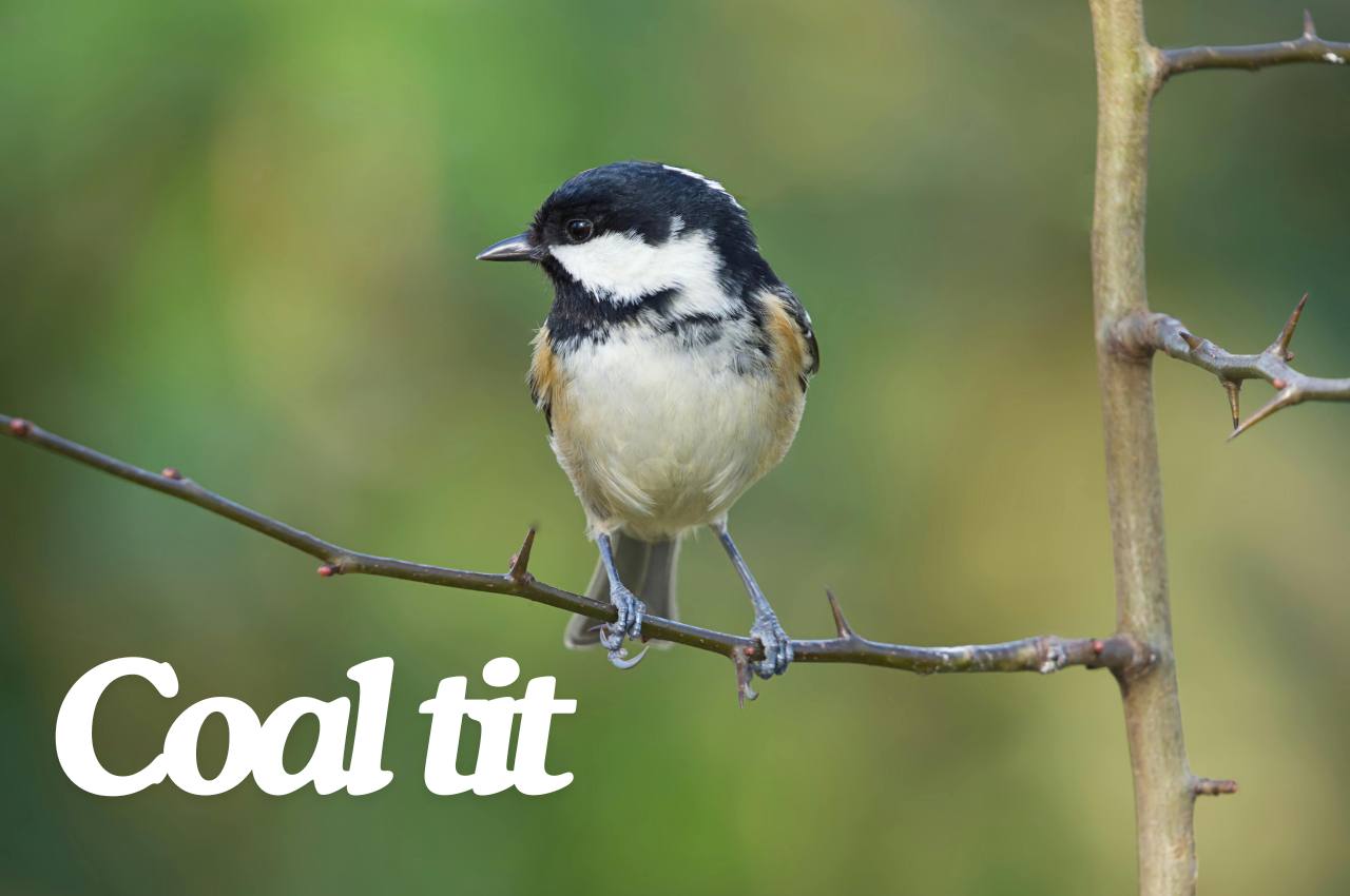 BeakyBites Chaffinch Bird Facts