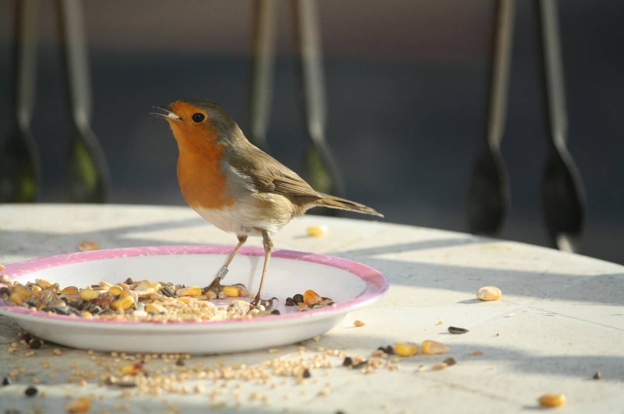 The Ultimate Guide to Fat Balls: Why Birds Love Them (and How to Use ...