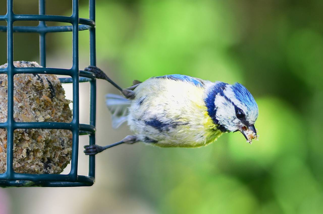 BeakyBites Blue Tit Bird Facts