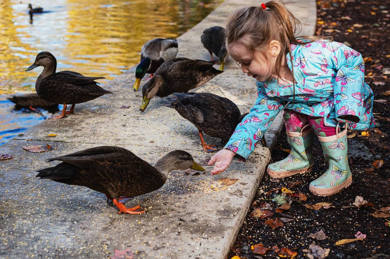 Which Birds Migrate from the UK in Autumn? A Complete Guide