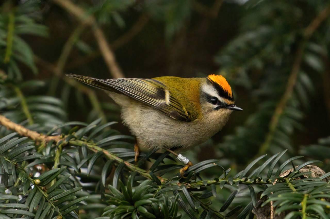 BeakyBites Robin Bird Facts