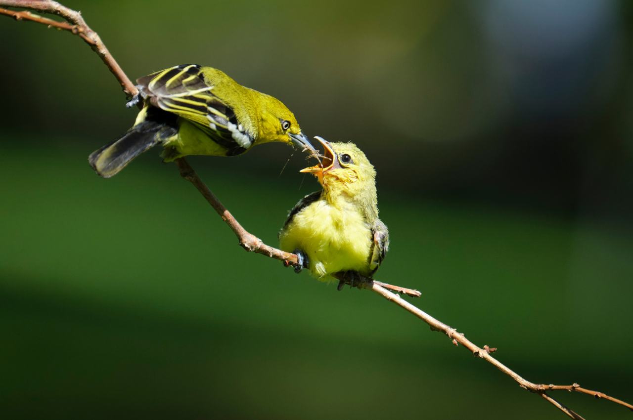 Supporting Nesting Birds: What to Do When You See a Fledgling