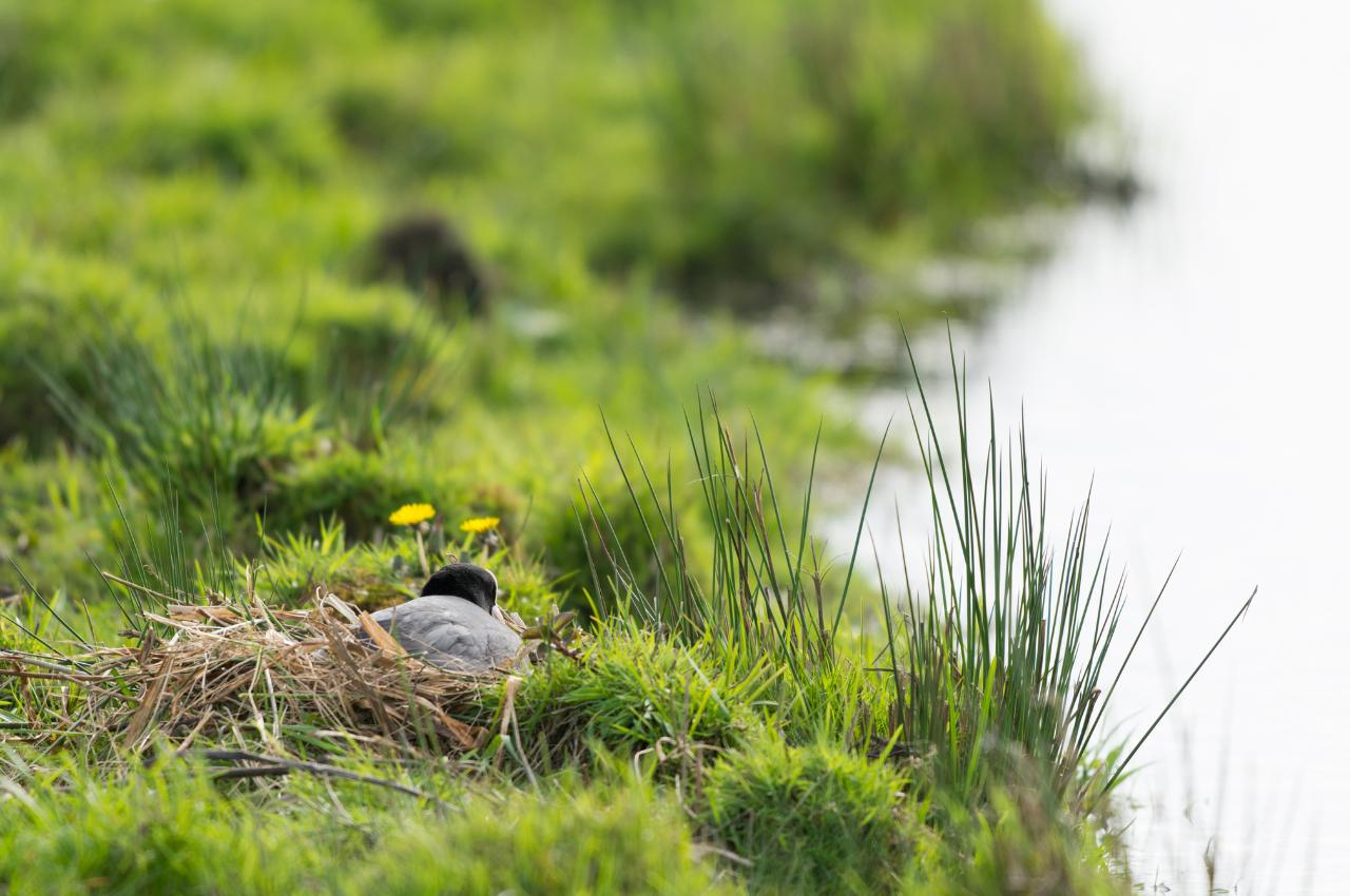 How to Protect UK Ground Nesting Birds: Tips and Insights