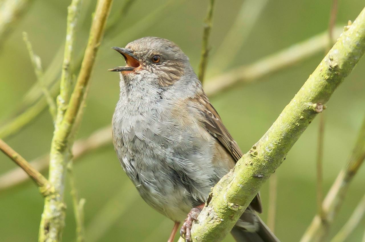 Hedge Sparrow: A Guide to the Dunnock’s Garden Habits