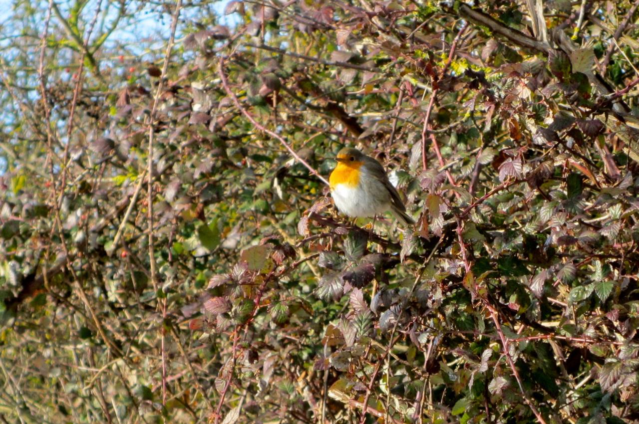 Top Hedge Birds UK: How to Attract Them to Your Garden