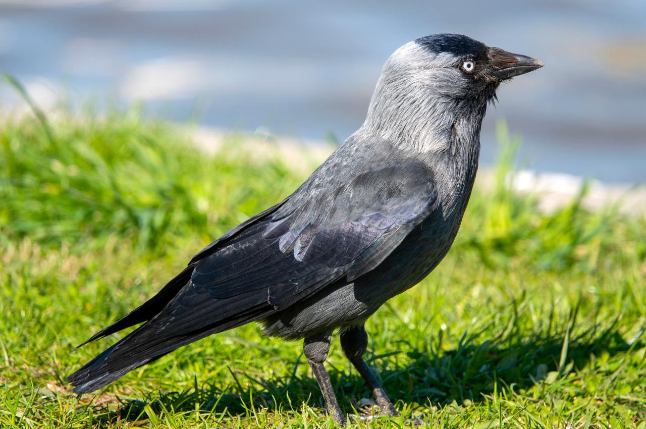 BeakyBites Jackdaw Identification Guide