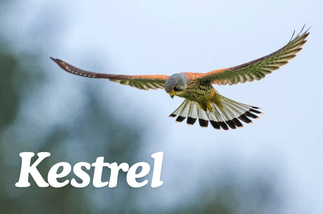 Identify The Top Seaside Birds | Coastal Guide