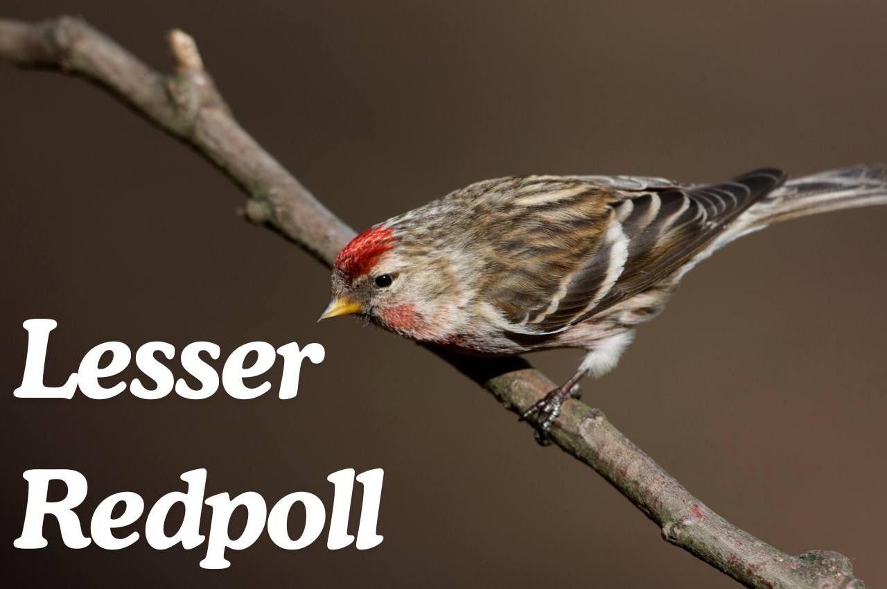 BeakyBites Goldcrest Bird Facts