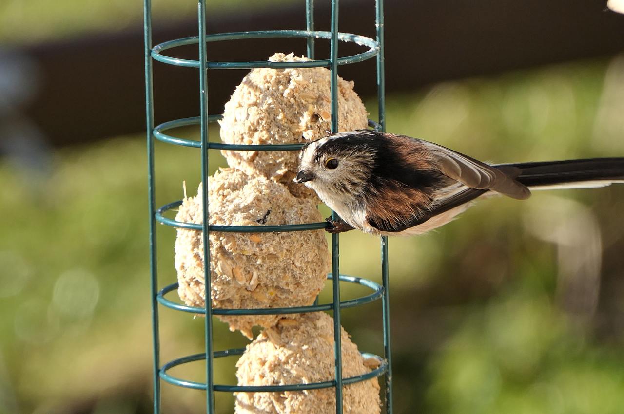 Top Tips for Making Fat Balls for Birds: Easy Ways to Attract More Birds
