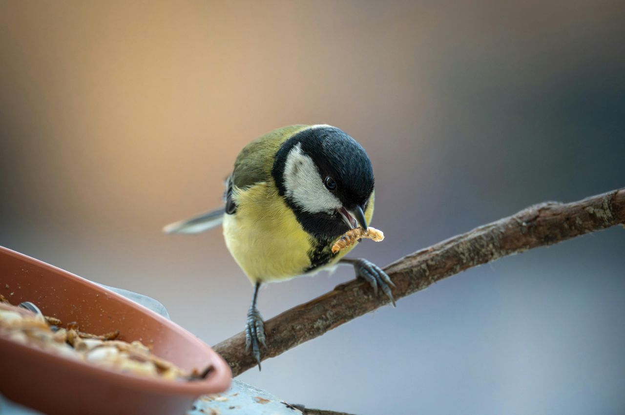 The Ultimate Guide to Fat Balls: Why Birds Love Them (and How to Use ...