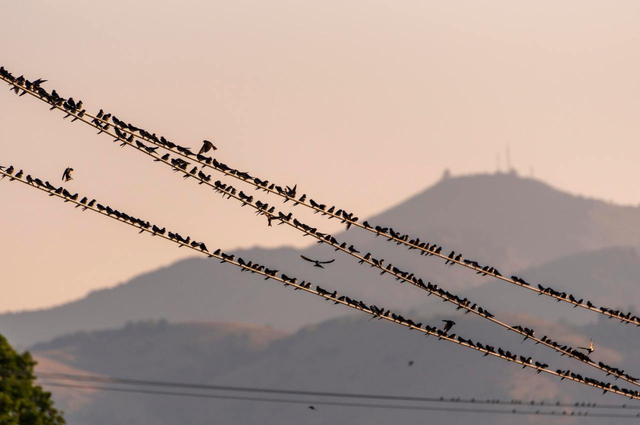 When Do Birds Leave the Nest: Key Timelines & Tips