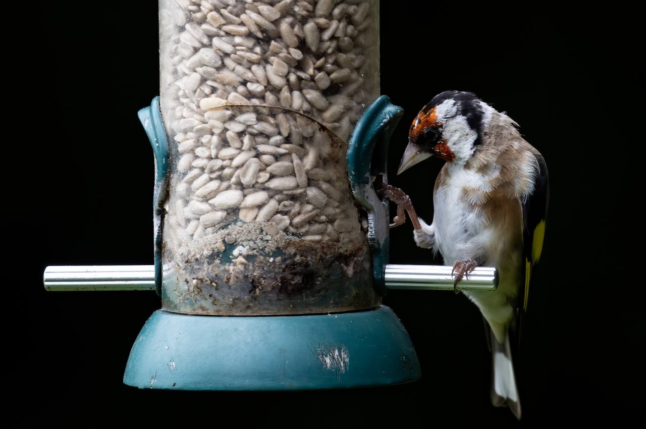 Stop Bird Food Going Mouldy: How to Keep Bird Seed Fresh in Warm Weather