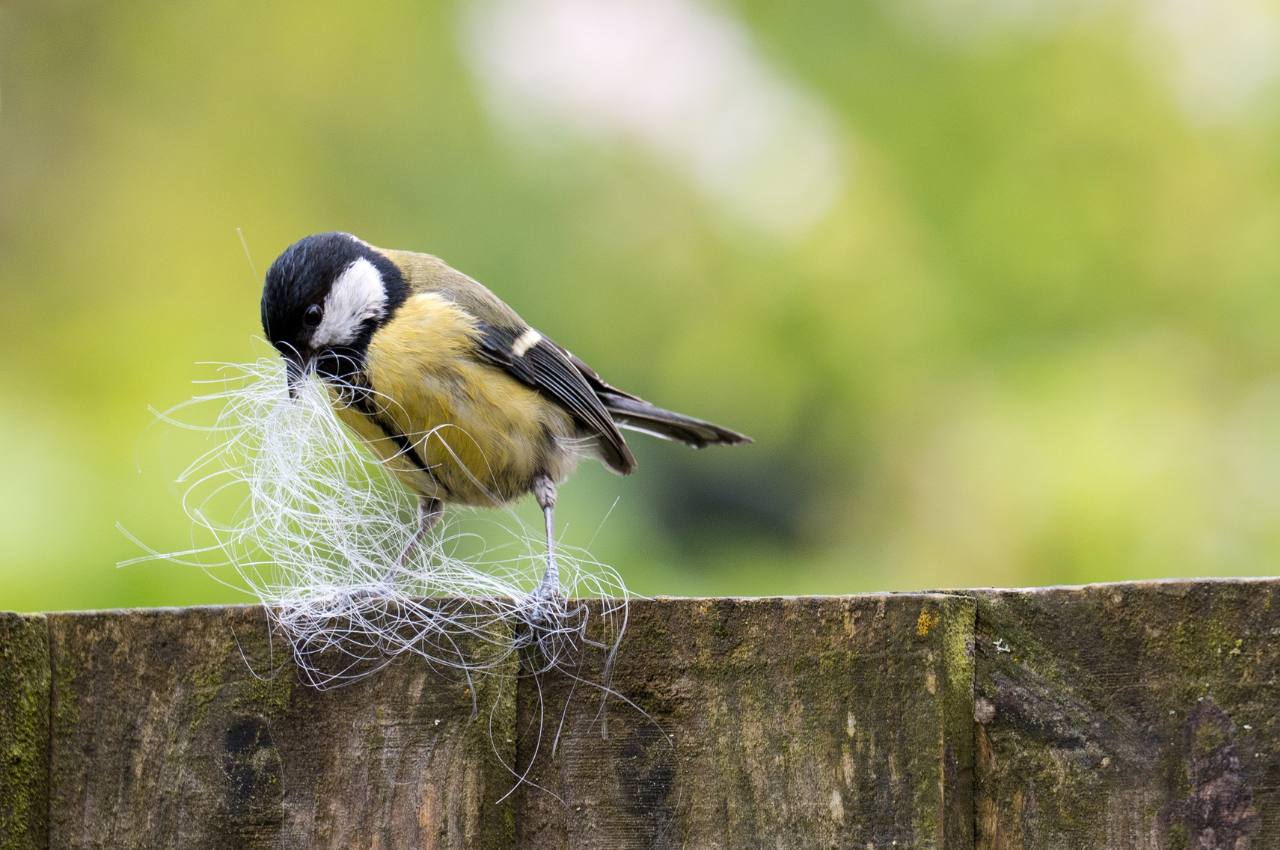 Nesting Material Holder for Birds: How to Help Garden Birds Build Their ...