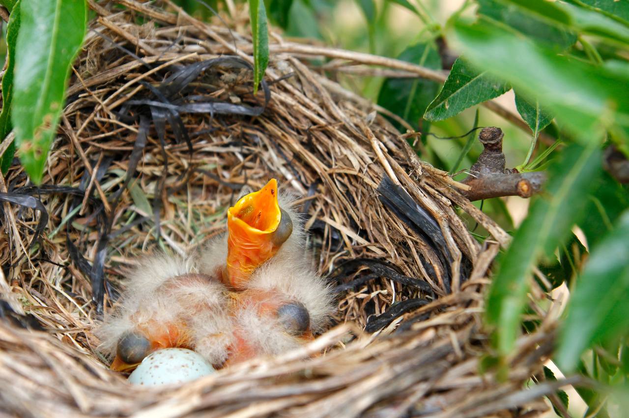 Caring for Nestling Birds: What to Feed Young Garden Birds in Spring