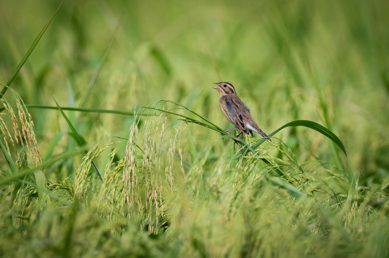 Will Birds Eat Rice? A Complete Guide to Bird Feeding - BeakyBites